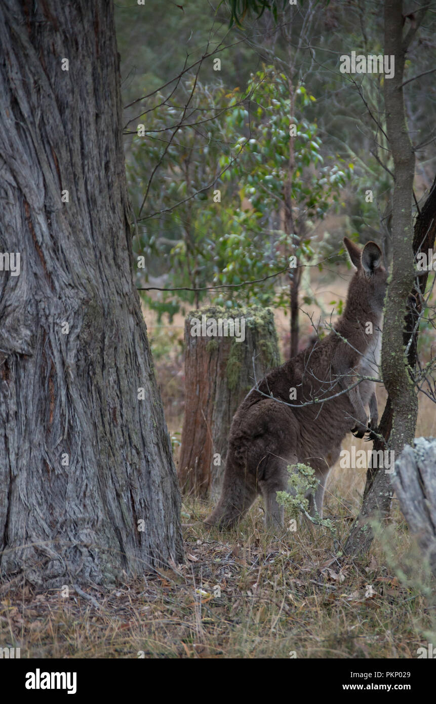Hidden kangaroo hi-res stock photography and images - Alamy