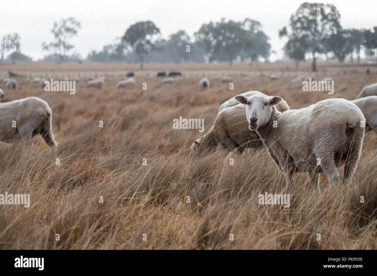 Sheep in an Australian field in rural NSW on a foggy morning Stock ...