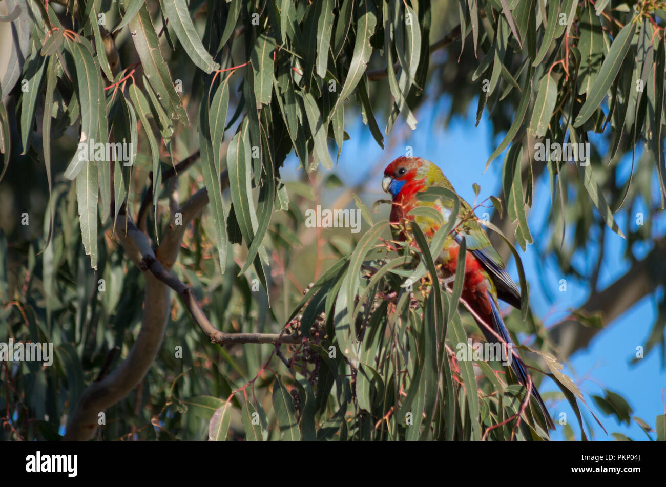 Crimson rosella young hi-res stock photography and images - Alamy