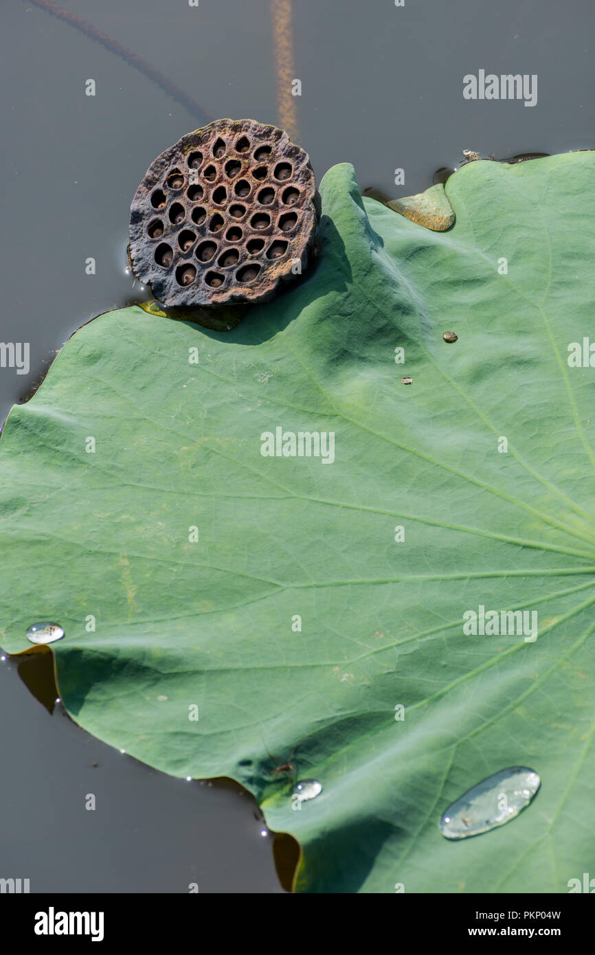 Dry Lotus flower blossom bud Stock Photo - Alamy