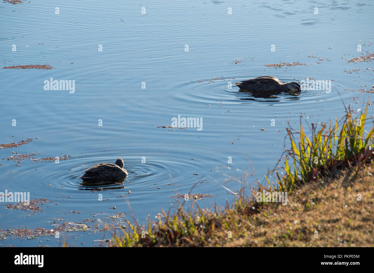 Ducks floating in stream in the late afternoon Stock Photo - Alamy