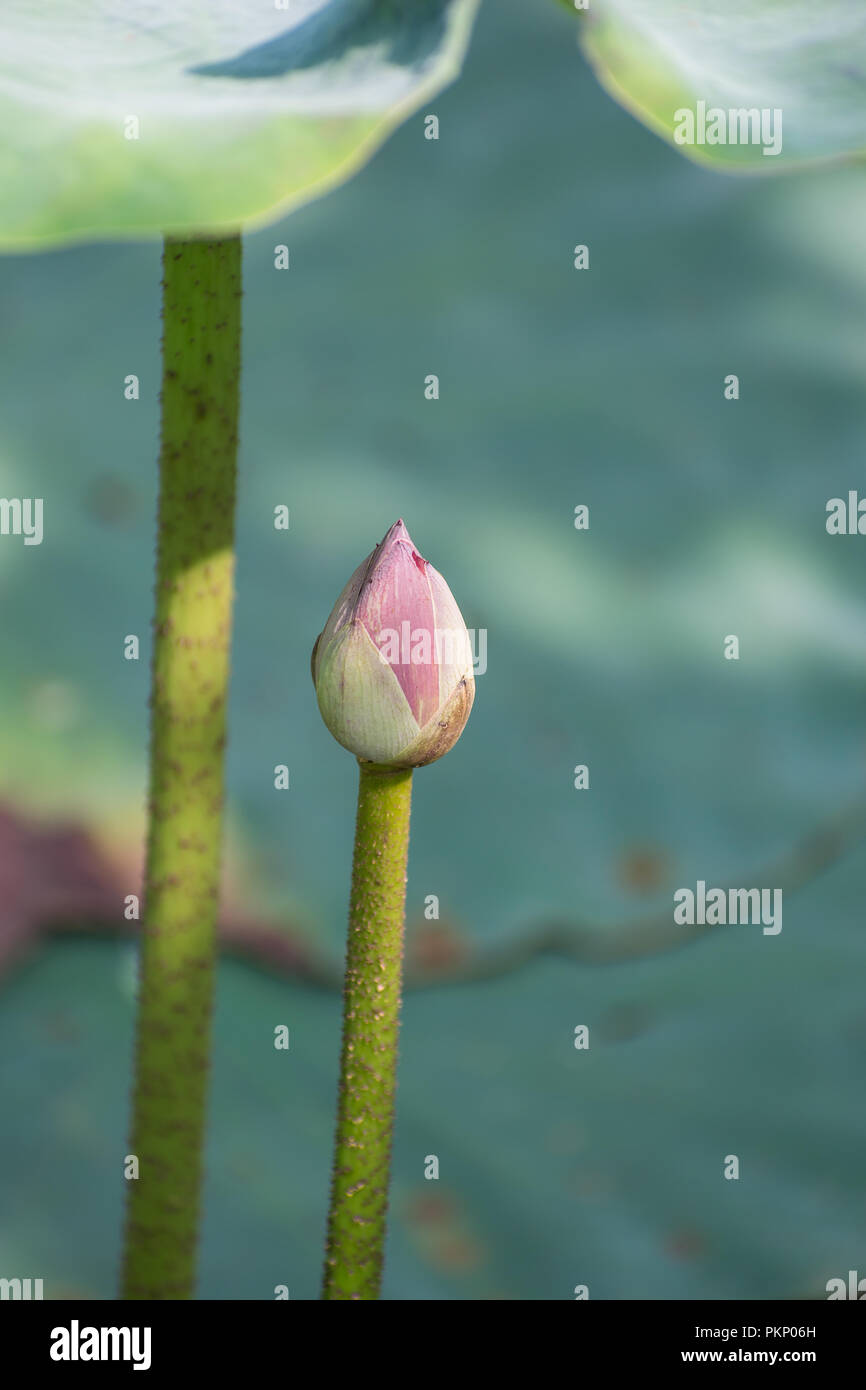 pink lotus bud Stock Photo - Alamy