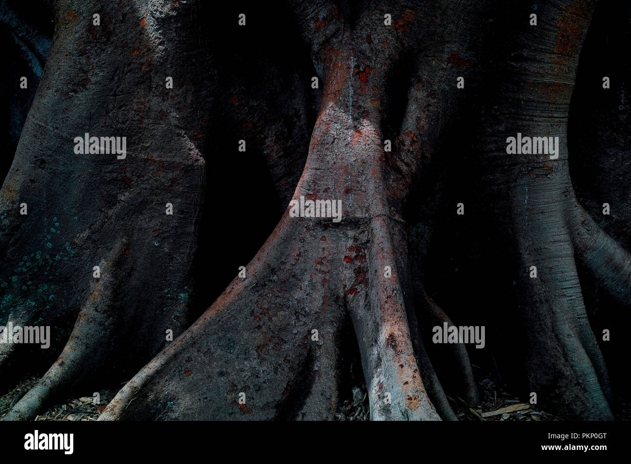 Tree trunk roots in Sydney harbor, Australia Stock Photo - Alamy