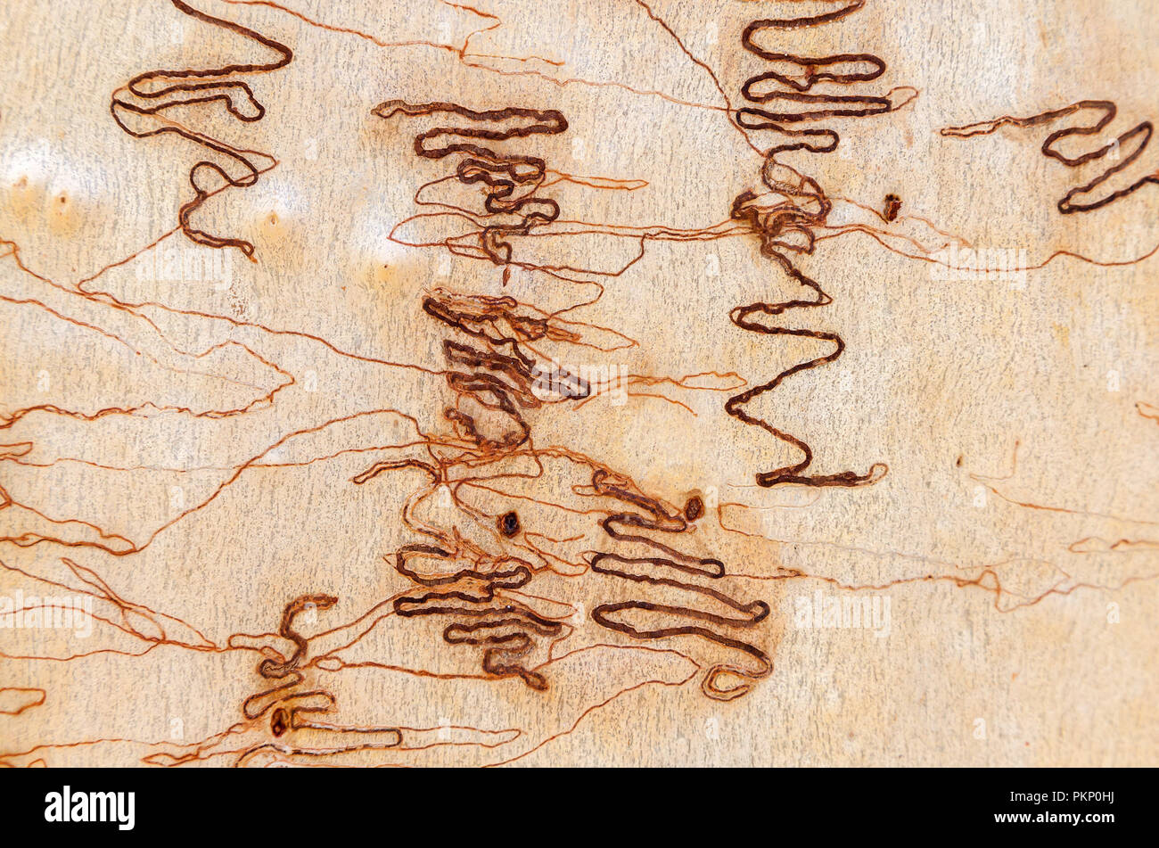 Worm track on tree bark, Australian Scribbly Gum. Royal National Park ...