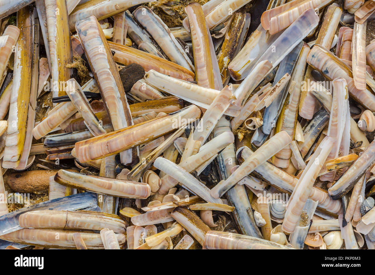 deposit of razor clam shells on the dutch coastline of the northsea ...