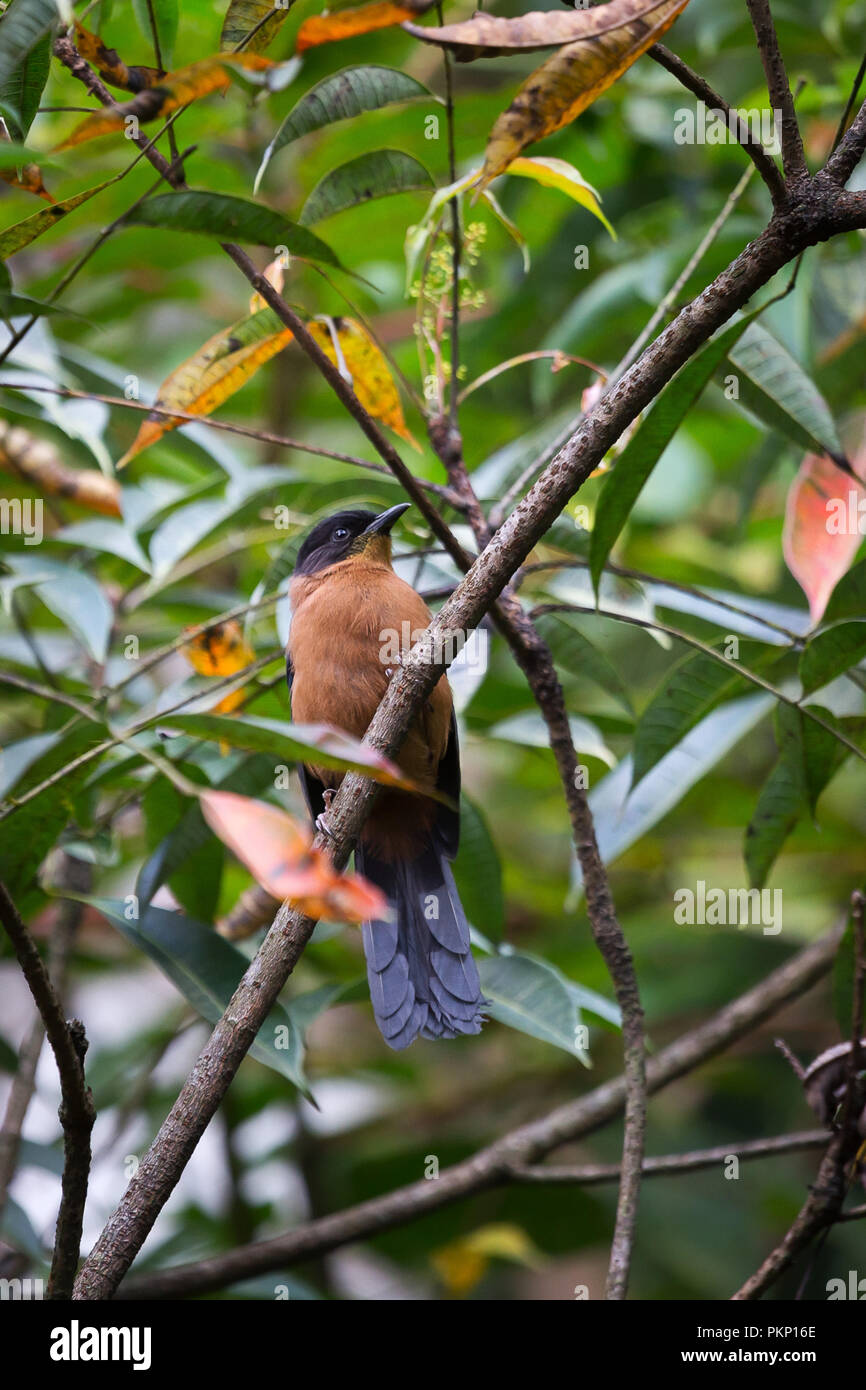Birds of india hi-res stock photography and images - Alamy
