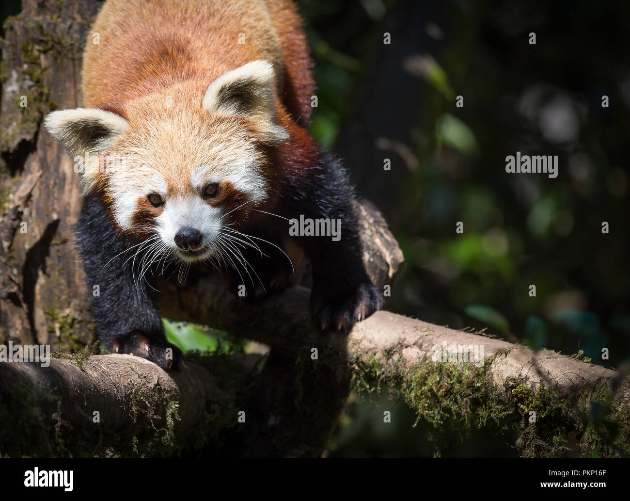Red panda in india hi-res stock photography and images - Alamy