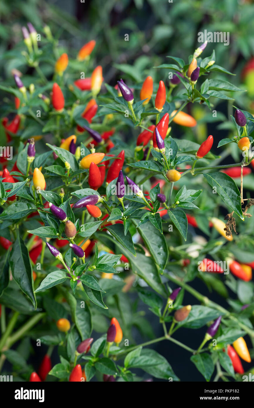 Capsicum Annuum High Resolution Stock Photography and Images - Alamy