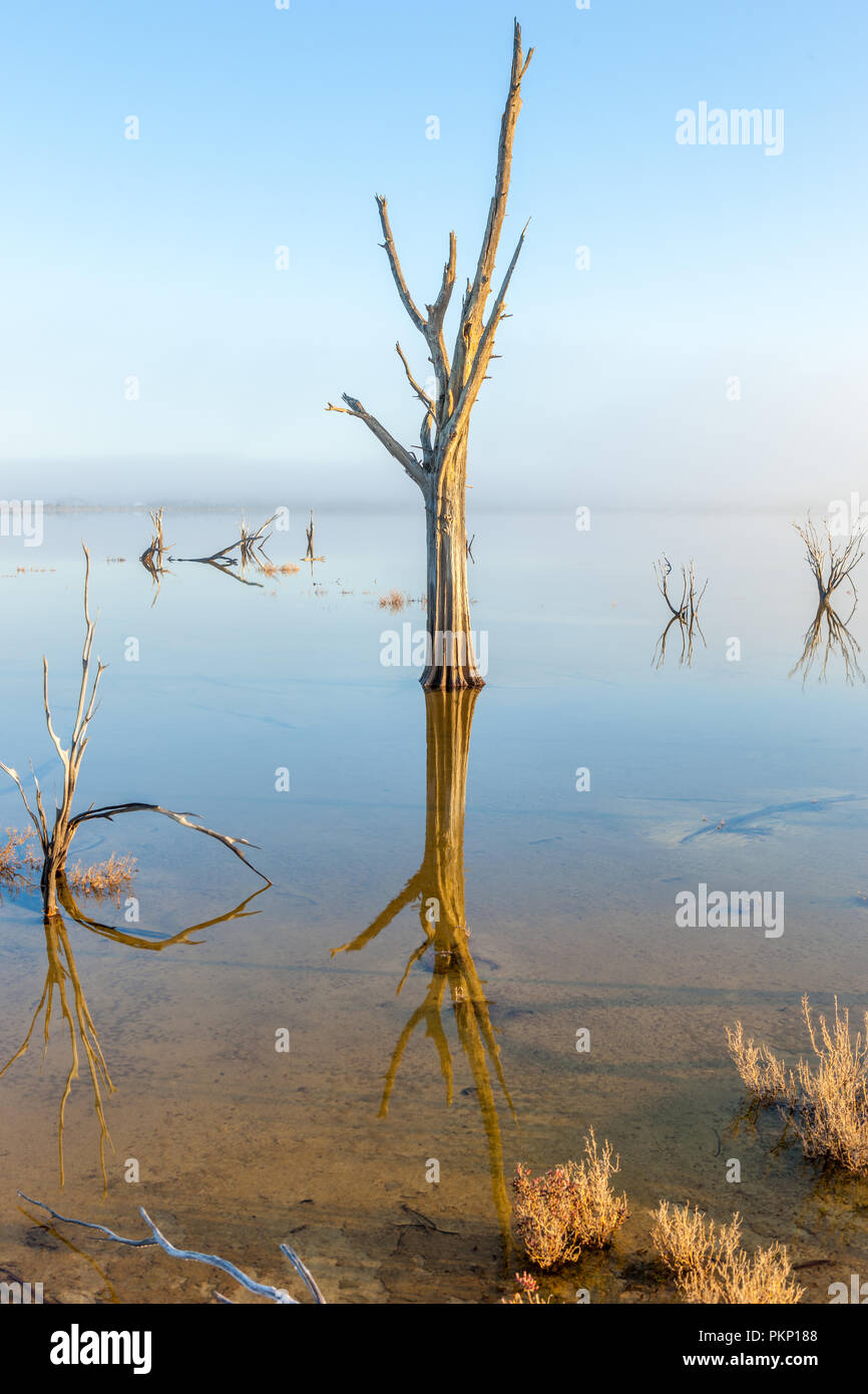 Dead Tree Standing Tall Stock Photo - Alamy