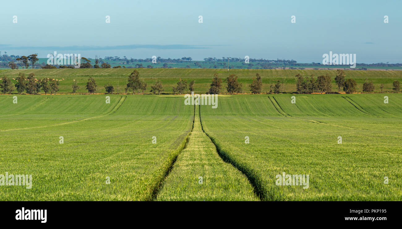 Tracks in the Field Stock Photo - Alamy