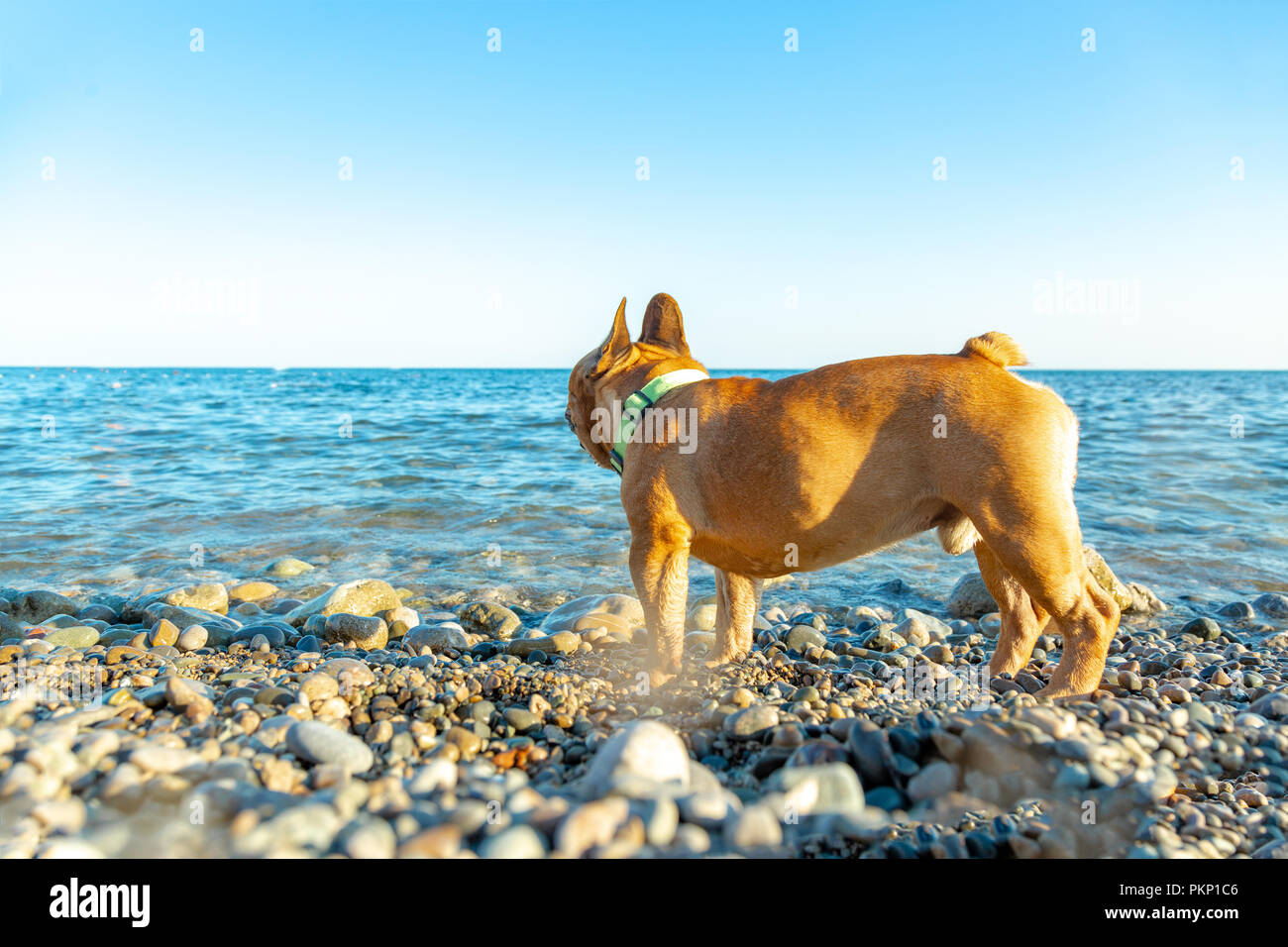 Adorable pug be happy on the beach. Vacation concept Stock Photo - Alamy