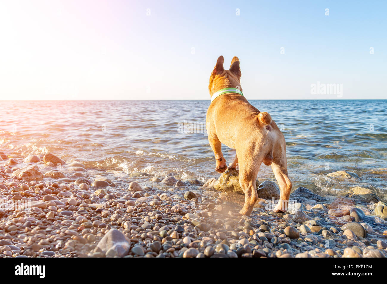 Young pug on beach hi-res stock photography and images - Alamy