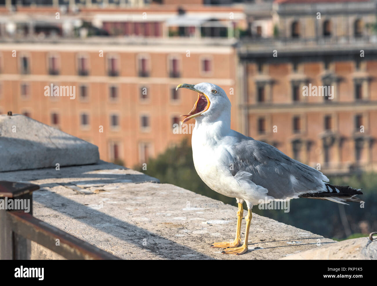 Crying seagull at the streets of Rome Stock Photo - Alamy