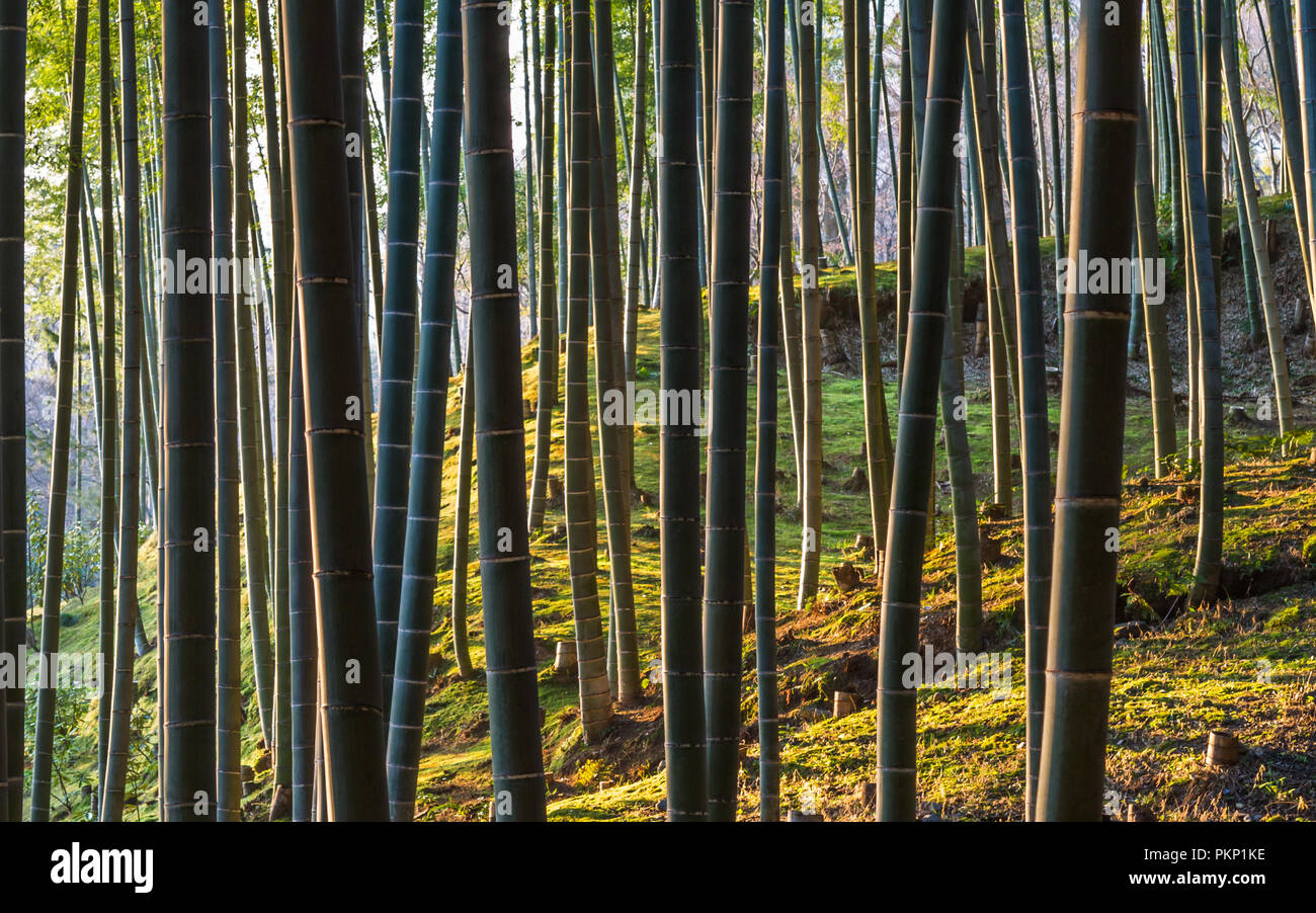 Pine trees and bamboo hi-res stock photography and images - Alamy