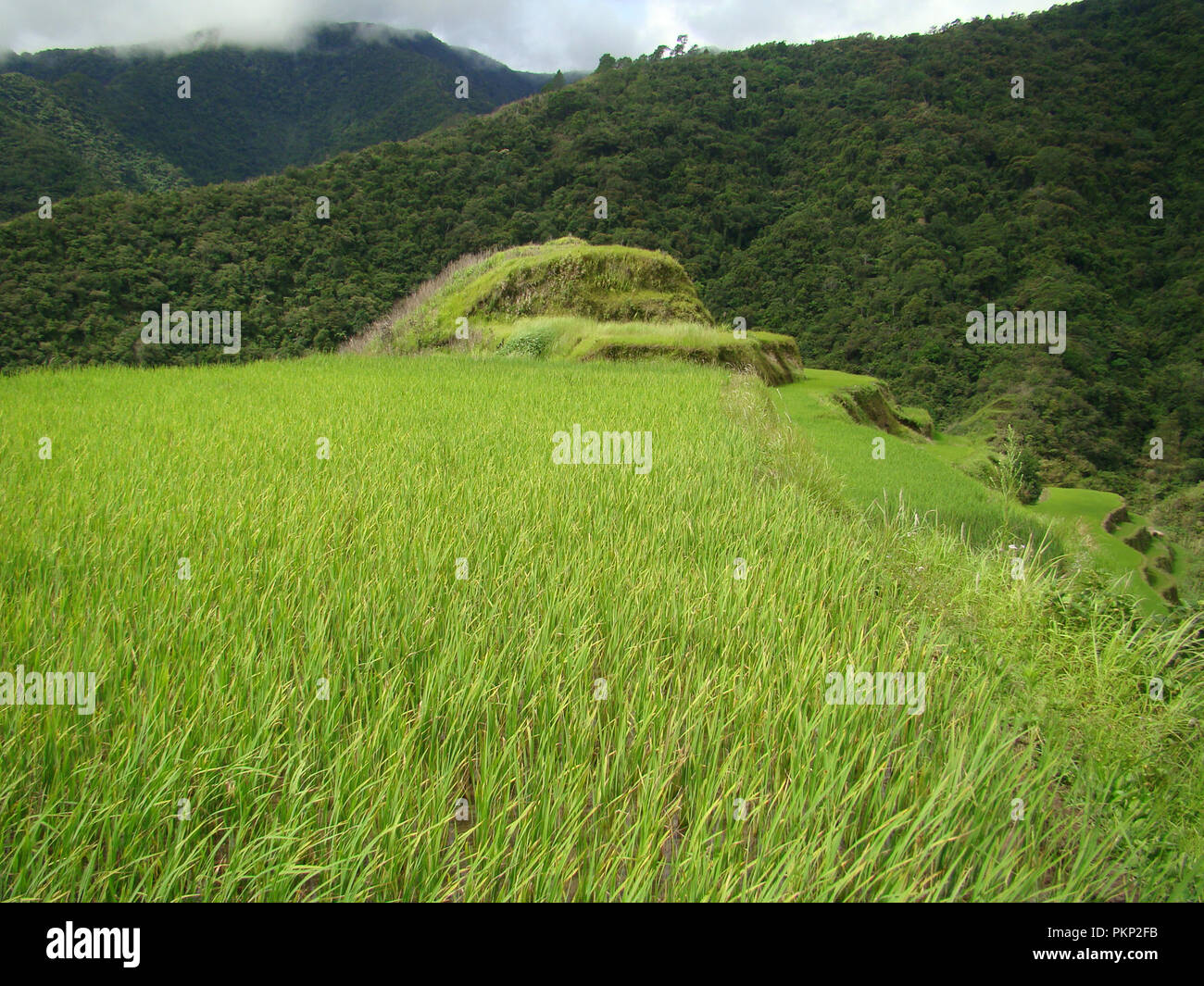 Sustainable Development Goals: forested slopes and terraced paddy ...