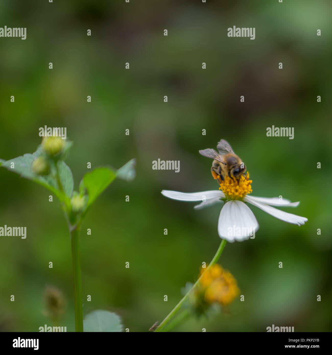 bee and daisy flower taken by macro Stock Photo - Alamy