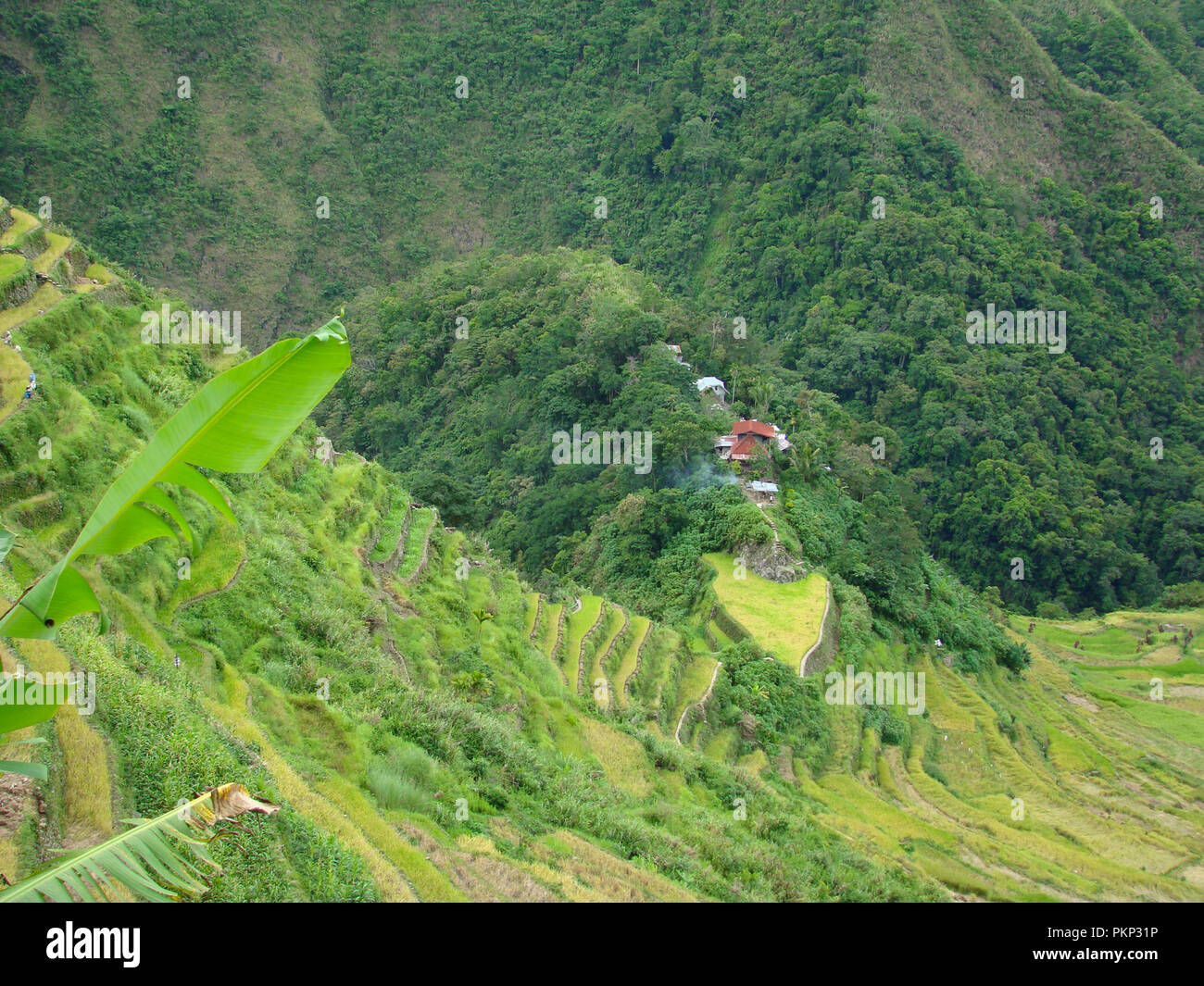 Sustainable Development Goals: forested slopes and terraced paddy ...