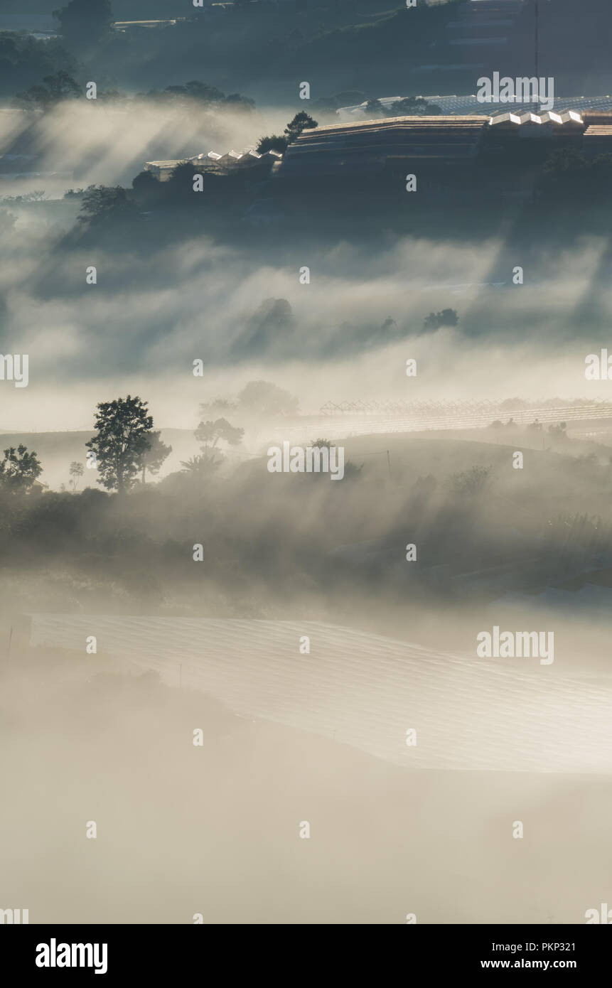 Background with pine forest, dense fog, sunrays and farms on the ...