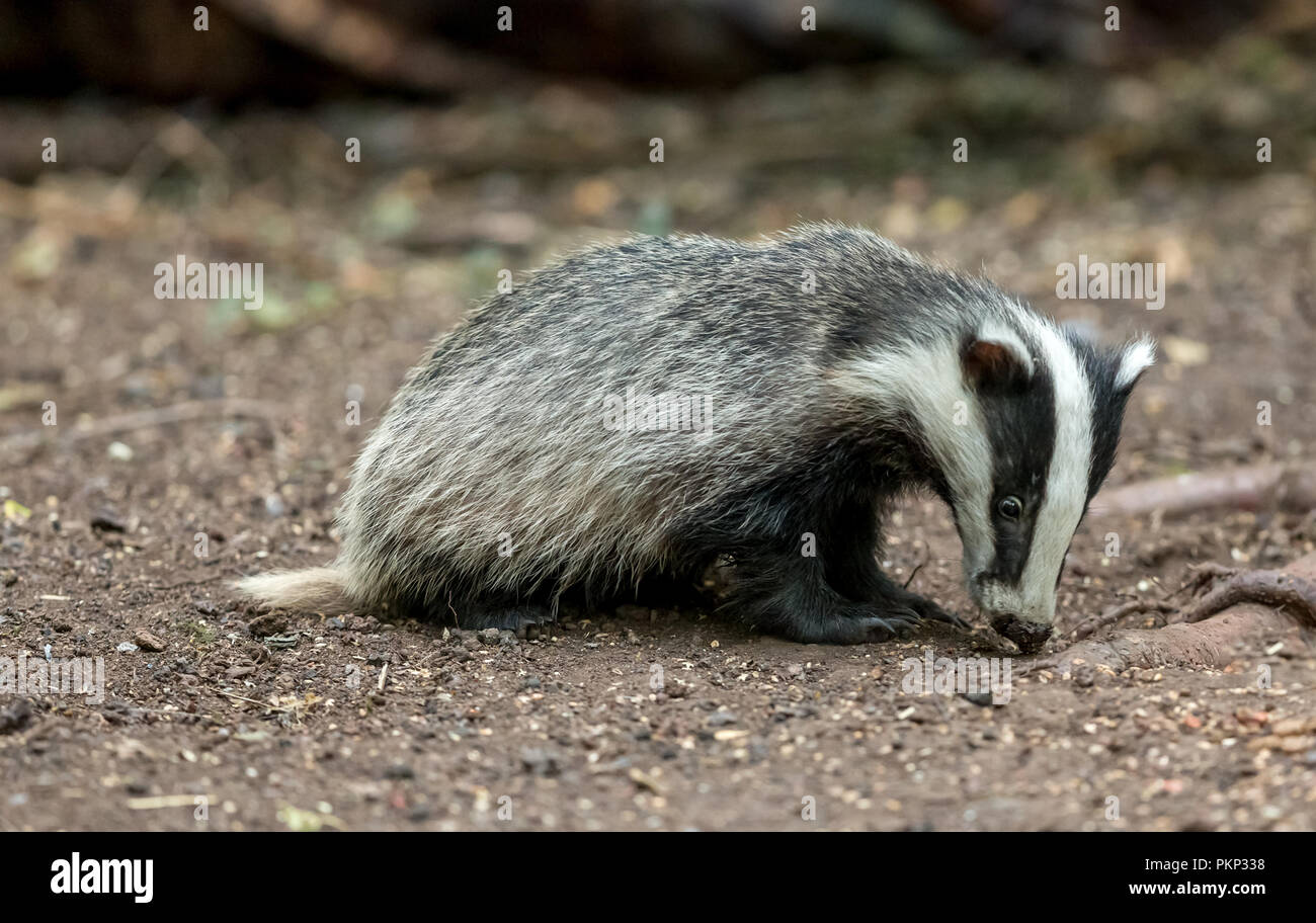 Badger, native, wild, European badger in natural woodland habitat and ...