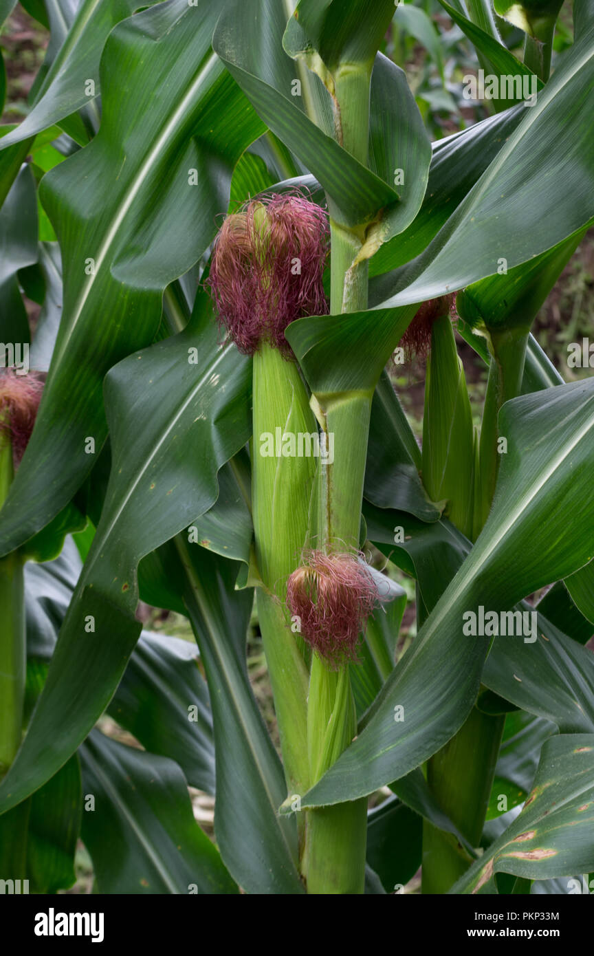 Indian corn, maize ear or corn farm, the fresh green corn plants are ...