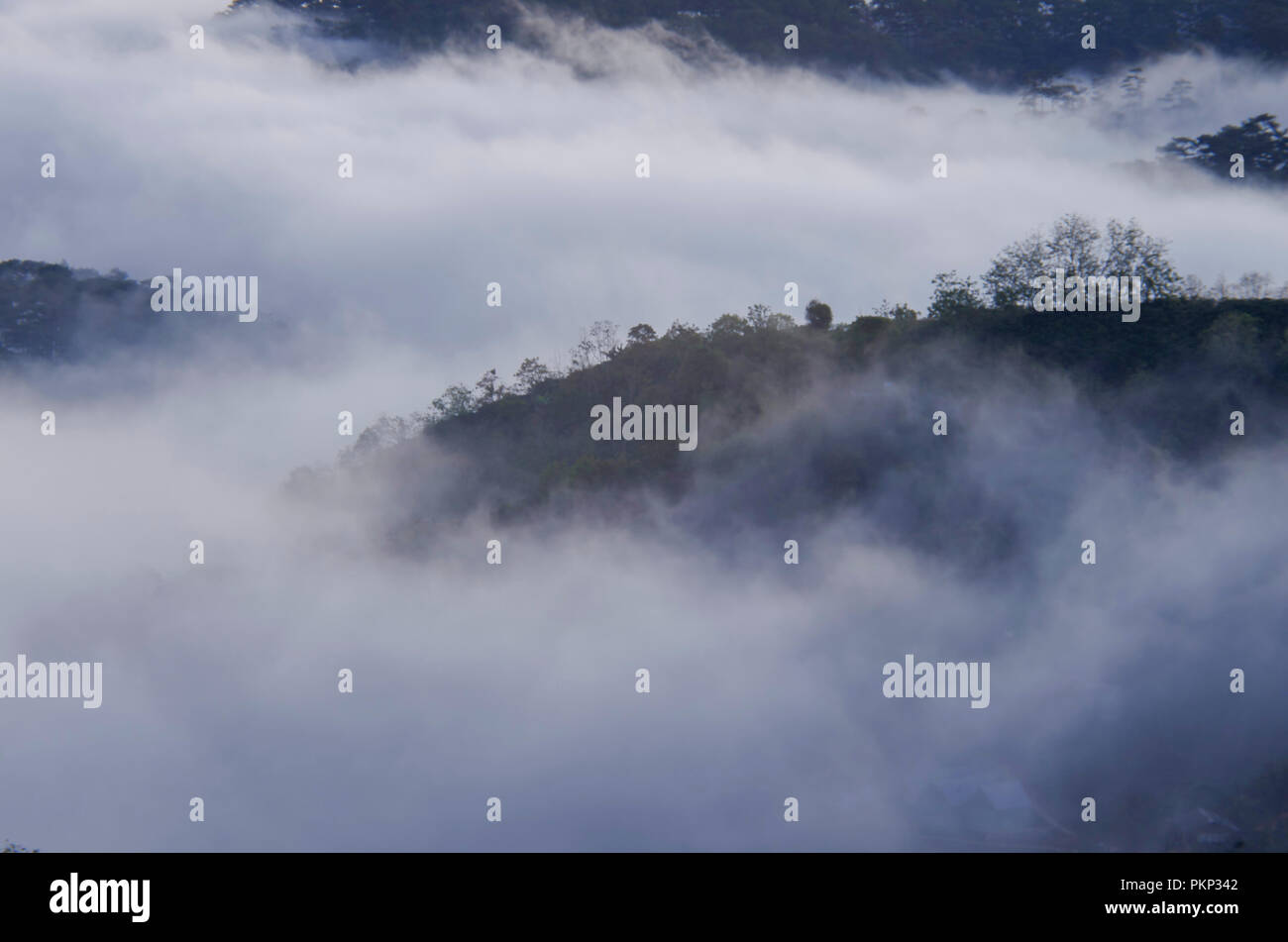 Background with pine forest, dense fog, sunrays and farms scene on the ...