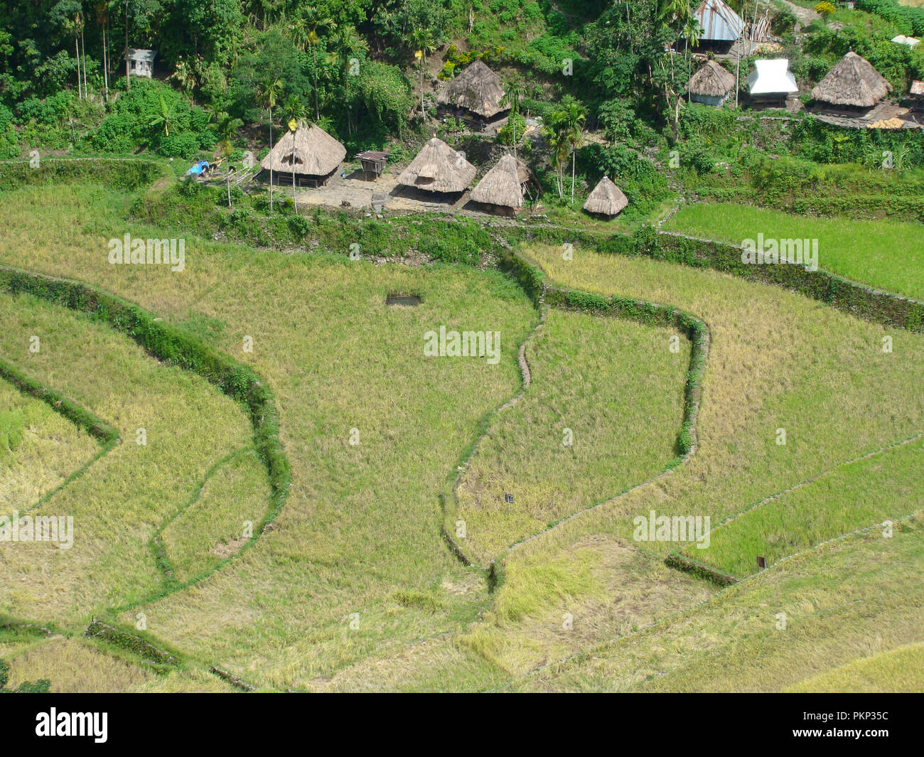 Sustainable Development Goals: forested slopes and terraced paddy ...
