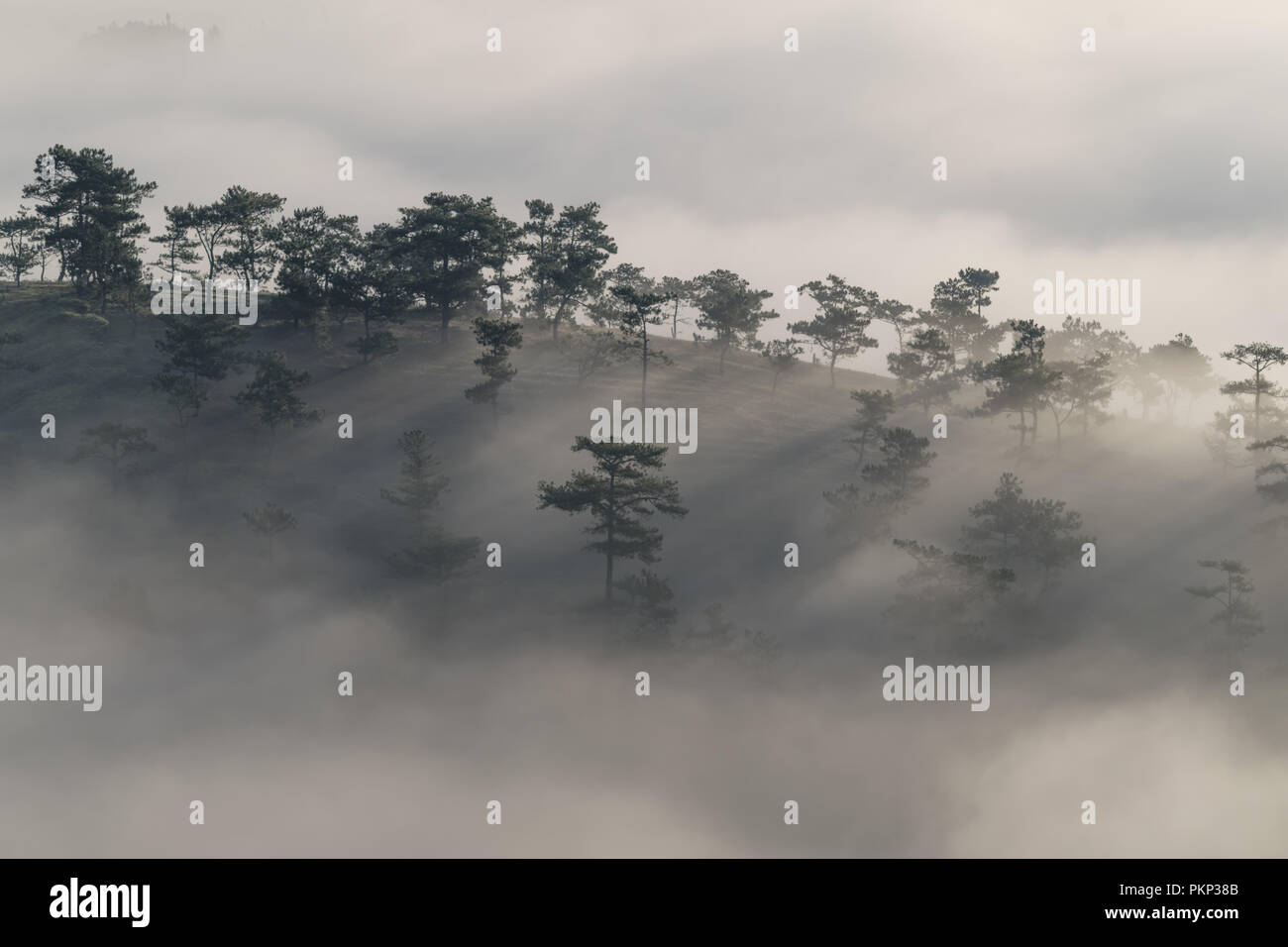 Background with pine forest, dense fog, sunrays and farms on the ...