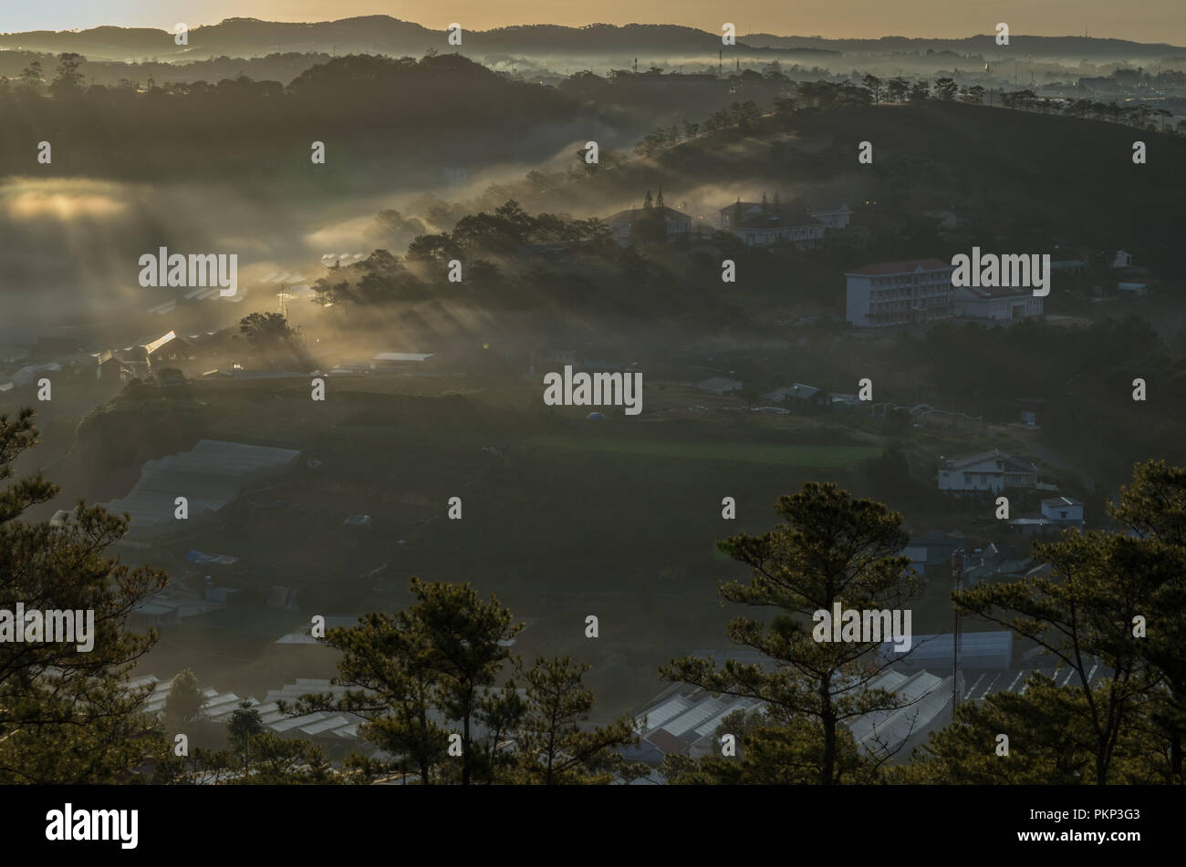 Background with pine forest, dense fog, sunrays and farms on the ...