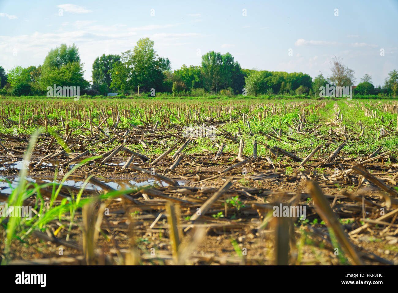 Corn field after harvest and cutting, rape Stock Photo - Alamy