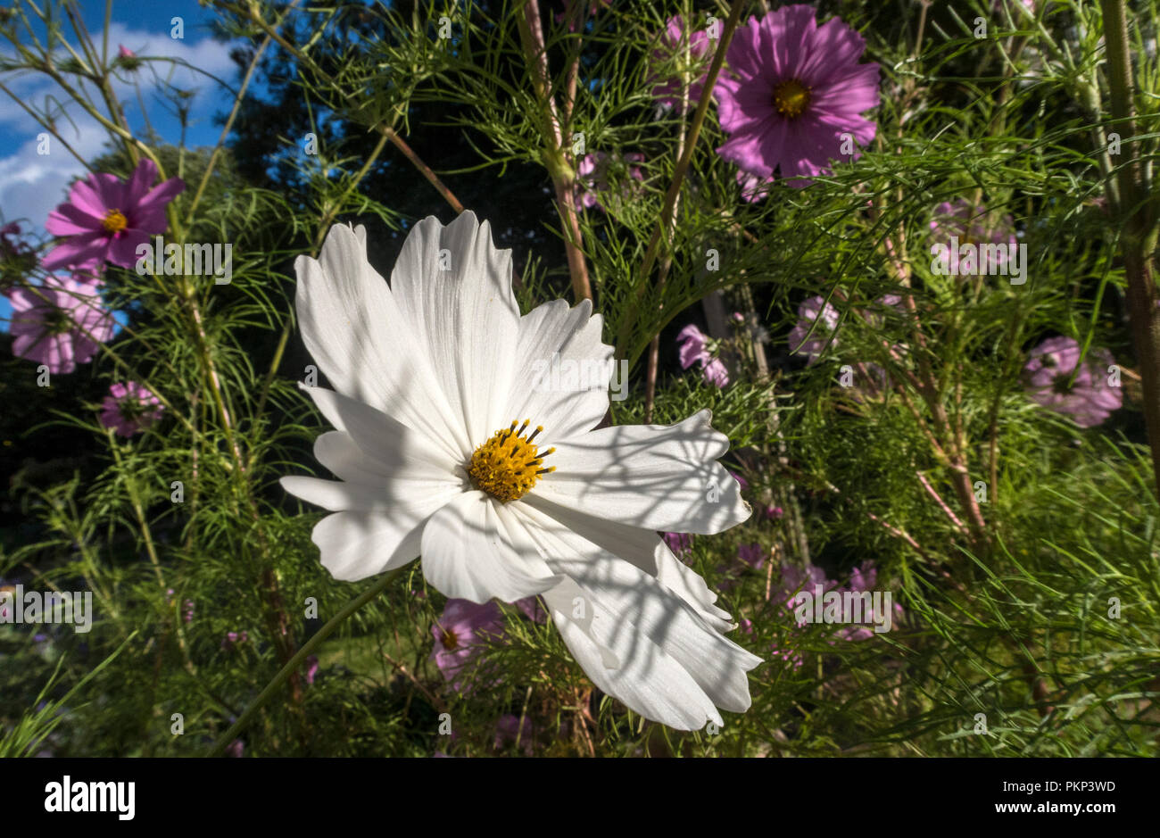Cosmos flowers in bright sunshine Stock Photo - Alamy