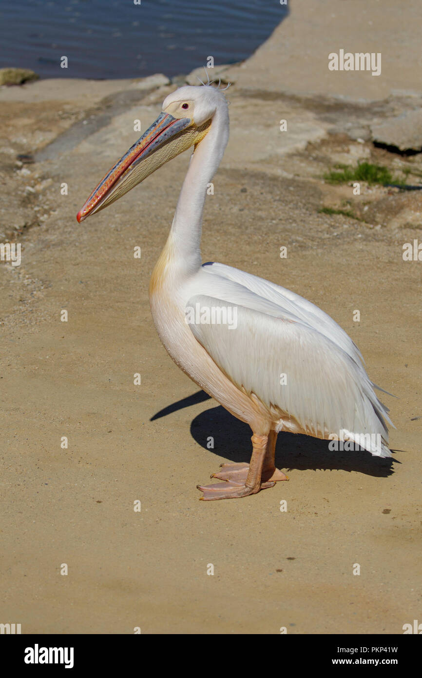 Great White Pelican Pelecanus onocrotalus Velddrif, West Cape, South ...