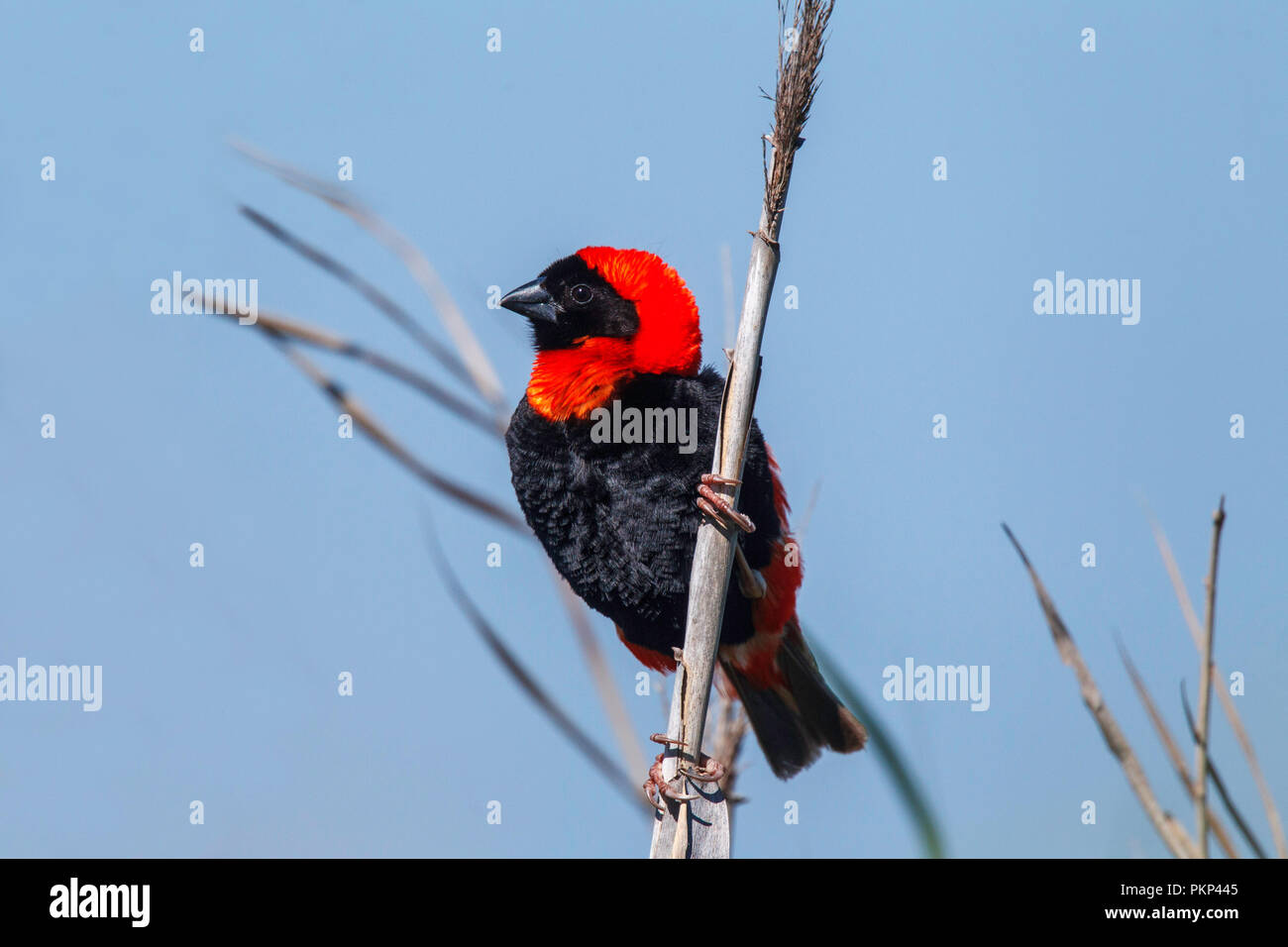 Male red bishop bird hi-res stock photography and images - Alamy