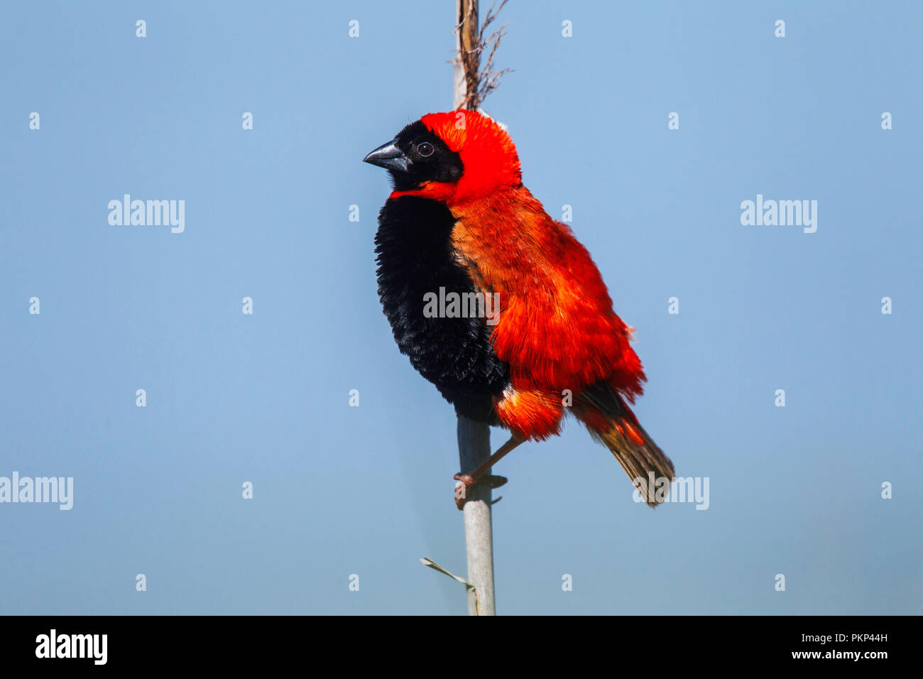 Southern Red Bishop Euplectes orix Verddrif, West Cape, South Africa 10 ...