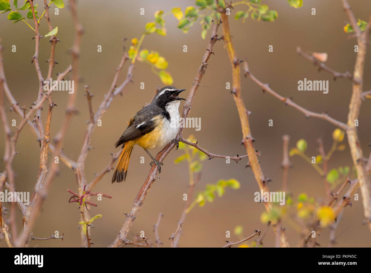 White-throated Robin-Chat Dessonornis humeralis Melalane, Mpumalanga ...