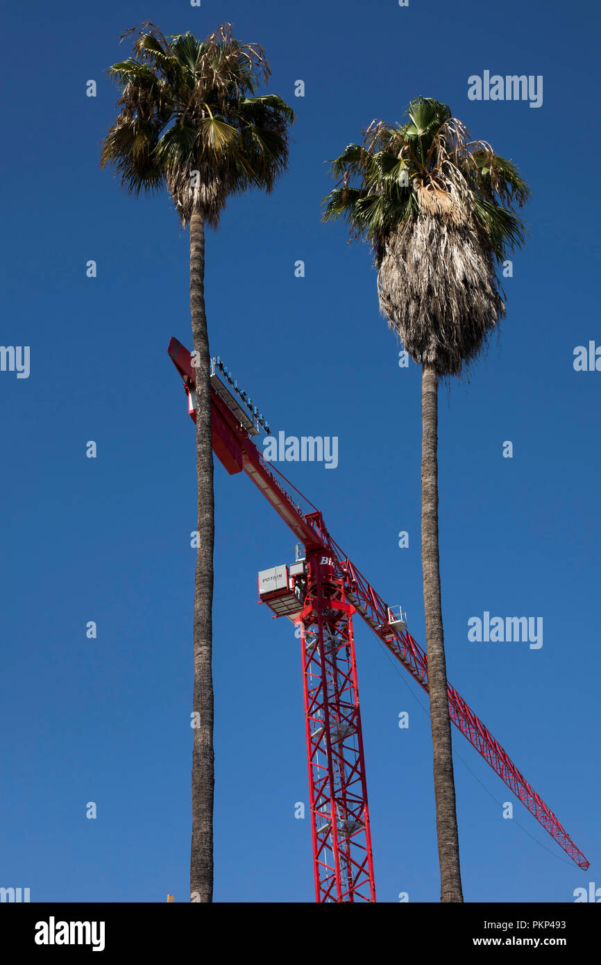 Palm trees, Hollywood, Los Angeles, California, United States of ...