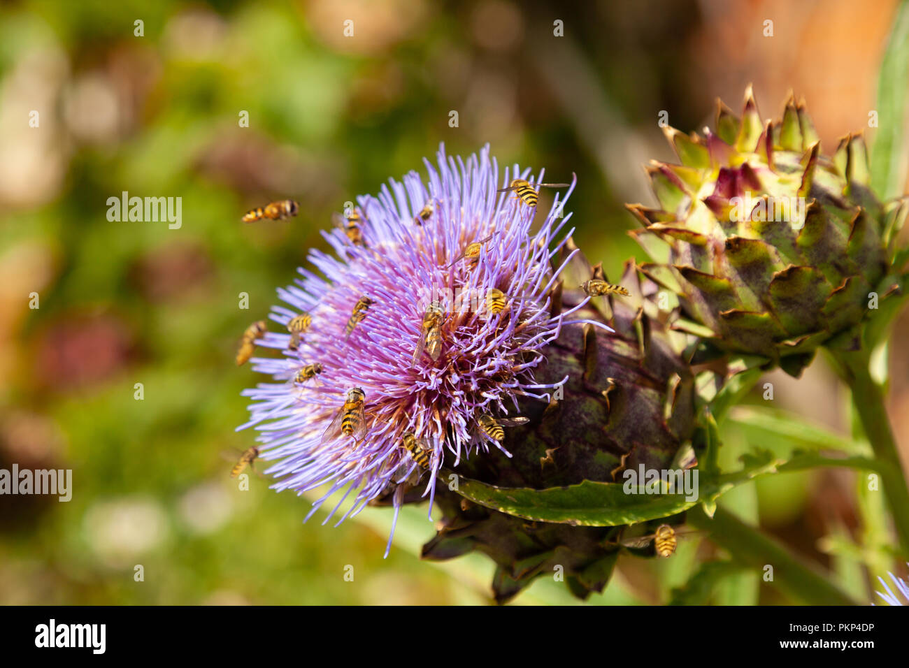 Scottish insects hi-res stock photography and images - Alamy