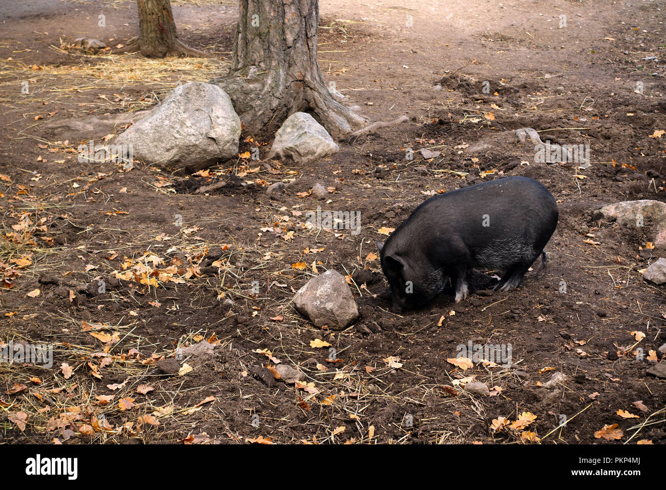 Black wild pig at Skansen, an open-air museum and zoo in Stockholm ...