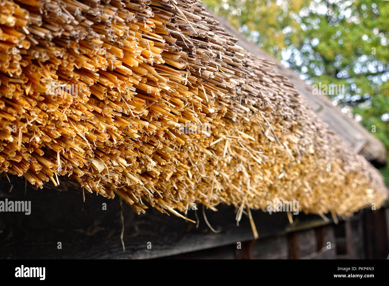 Reed roof piece of the traditional old farmhouse at Skansen park, the ...