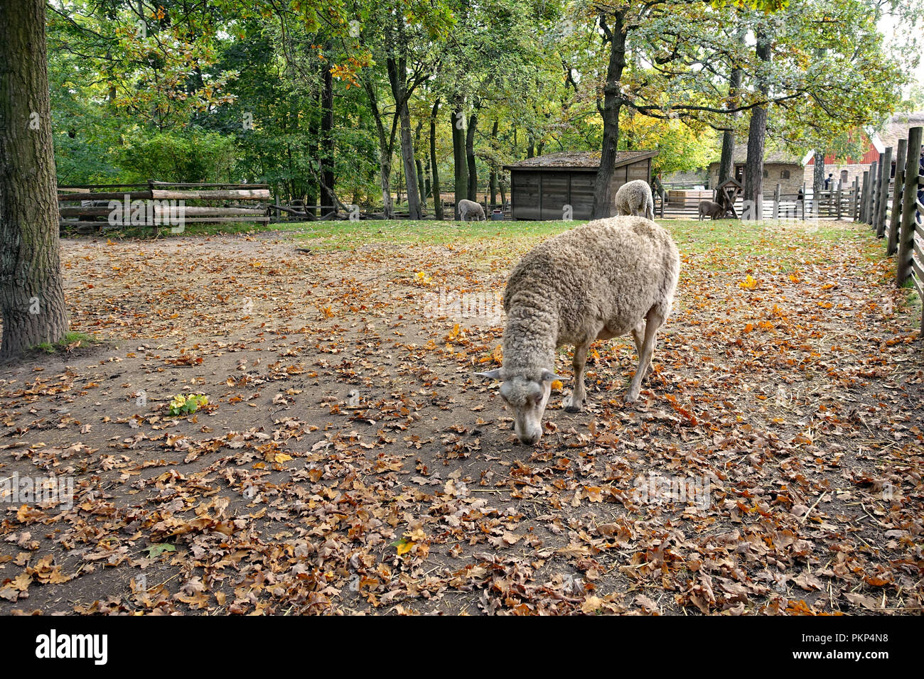 Sheeps at Skansen, an open-air museum and zoo in Stockholm Sweden Stock ...