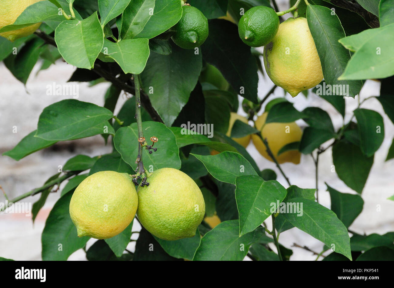 Italy, Lombardy, Lake Garda, Limone Rivera, lemons from Limone Stock ...