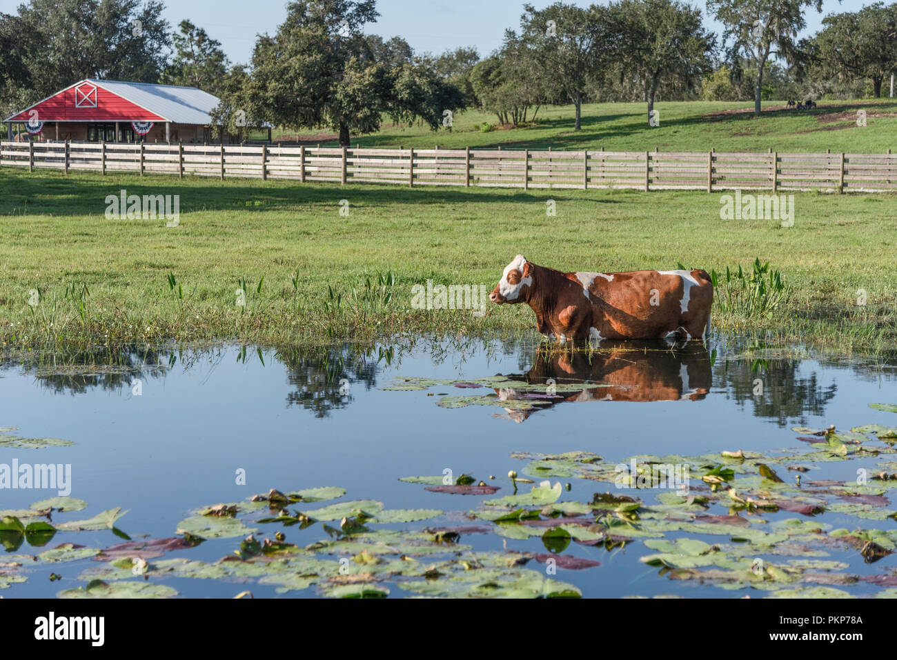 Cow in water Farm Landscape Stock Photo - Alamy