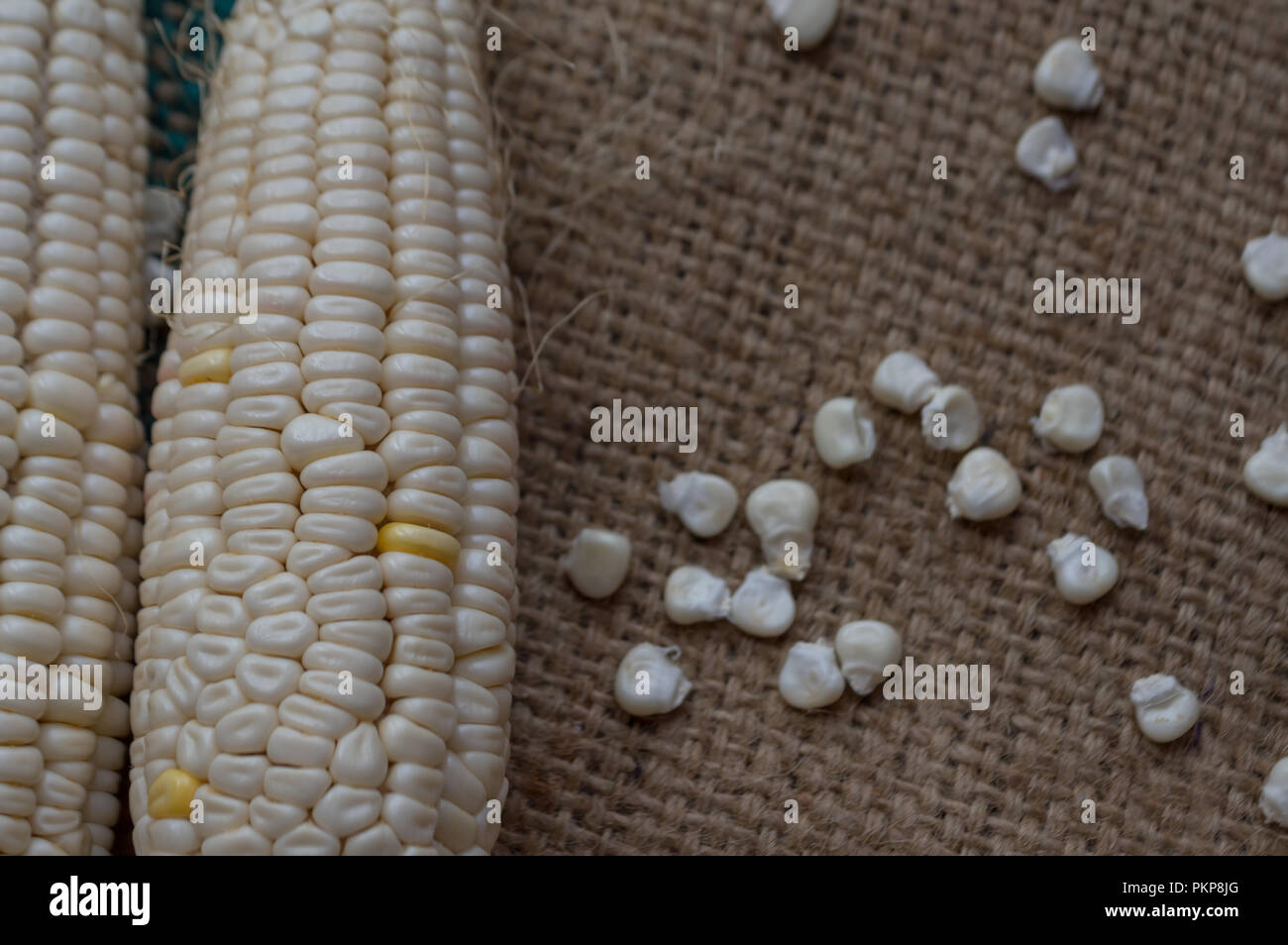 Indian corn, maize ear or corn farm, the fresh green corn plants are ...