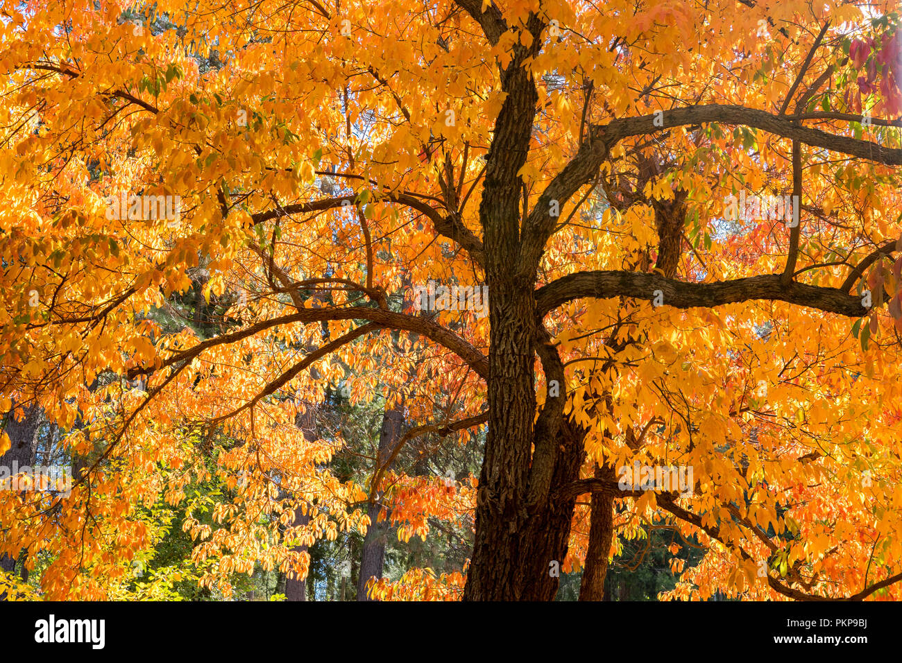 Large deciduous tree hi-res stock photography and images - Alamy