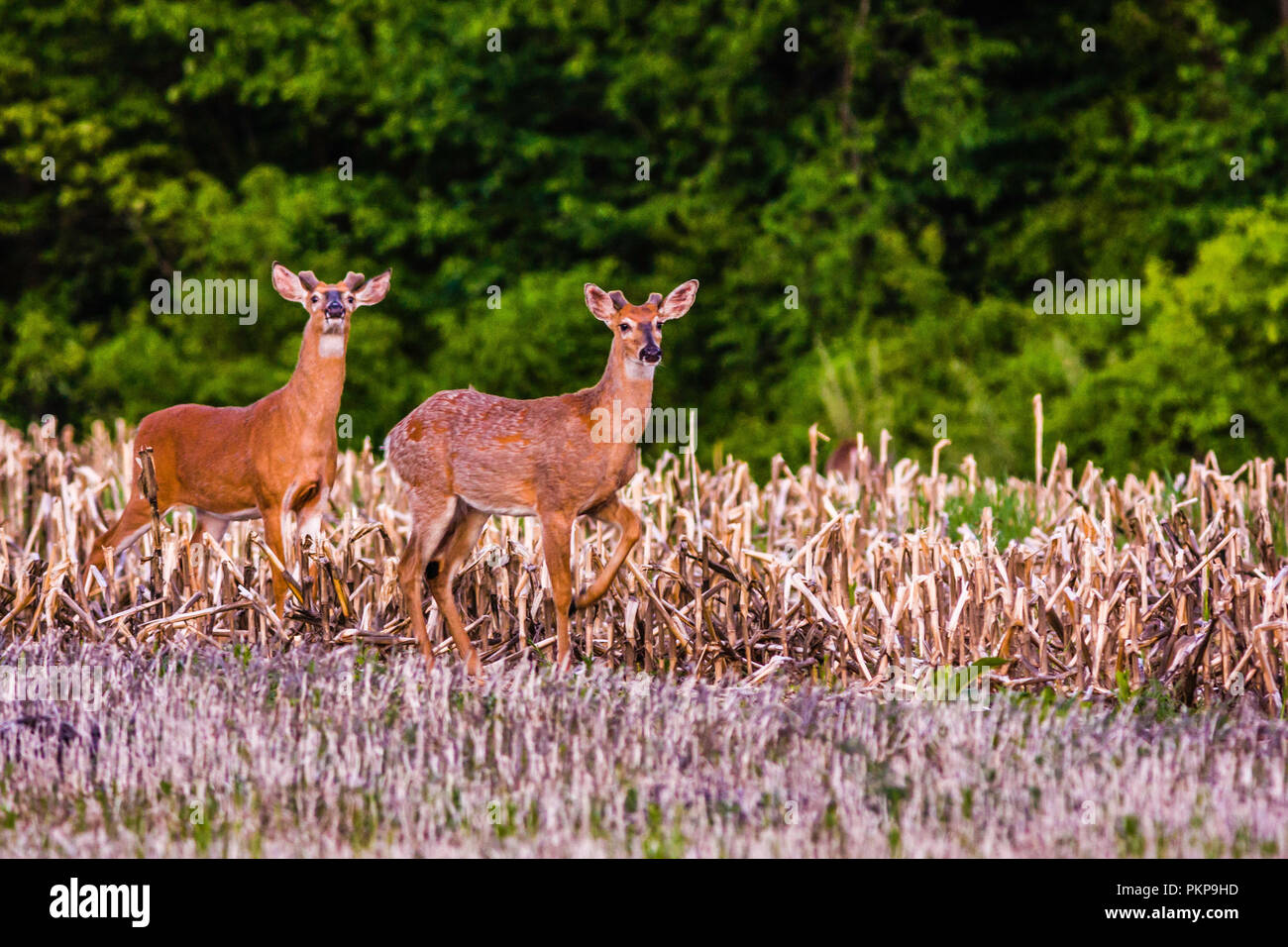 Deer Talcott Mountain State Park Simsbury, Connecticut, USA Stock Photo ...
