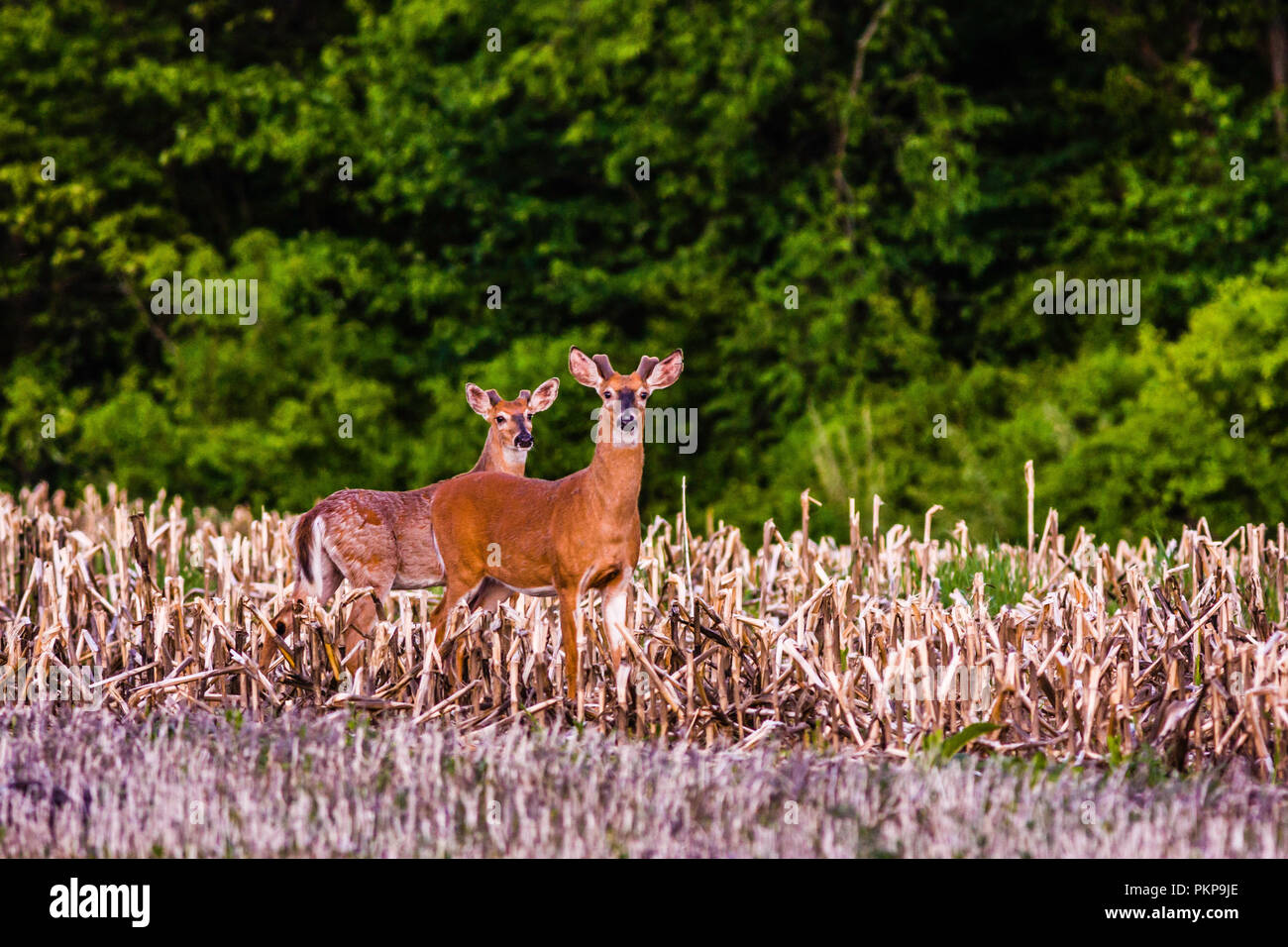 Deer Talcott Mountain State Park Simsbury, Connecticut, USA Stock Photo ...