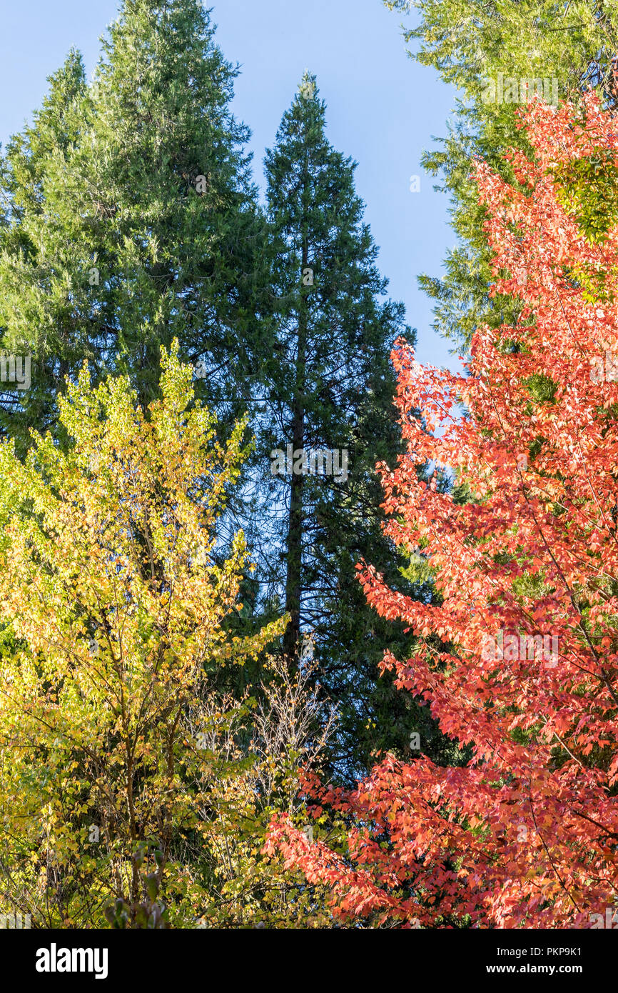 Deciduous evergreen trees in autumn hi-res stock photography and images ...