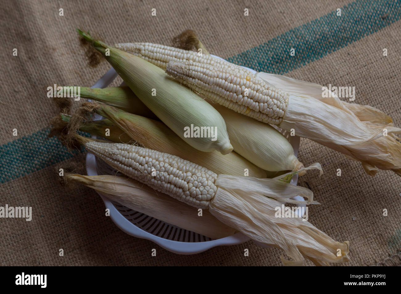 Indian corn, maize ear or corn farm, the fresh green corn plants are ...