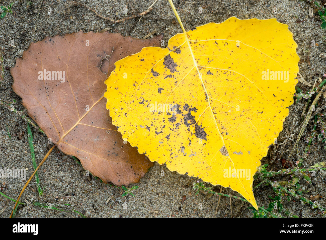 Poplar tree yellow leaves autumn hi-res stock photography and images ...