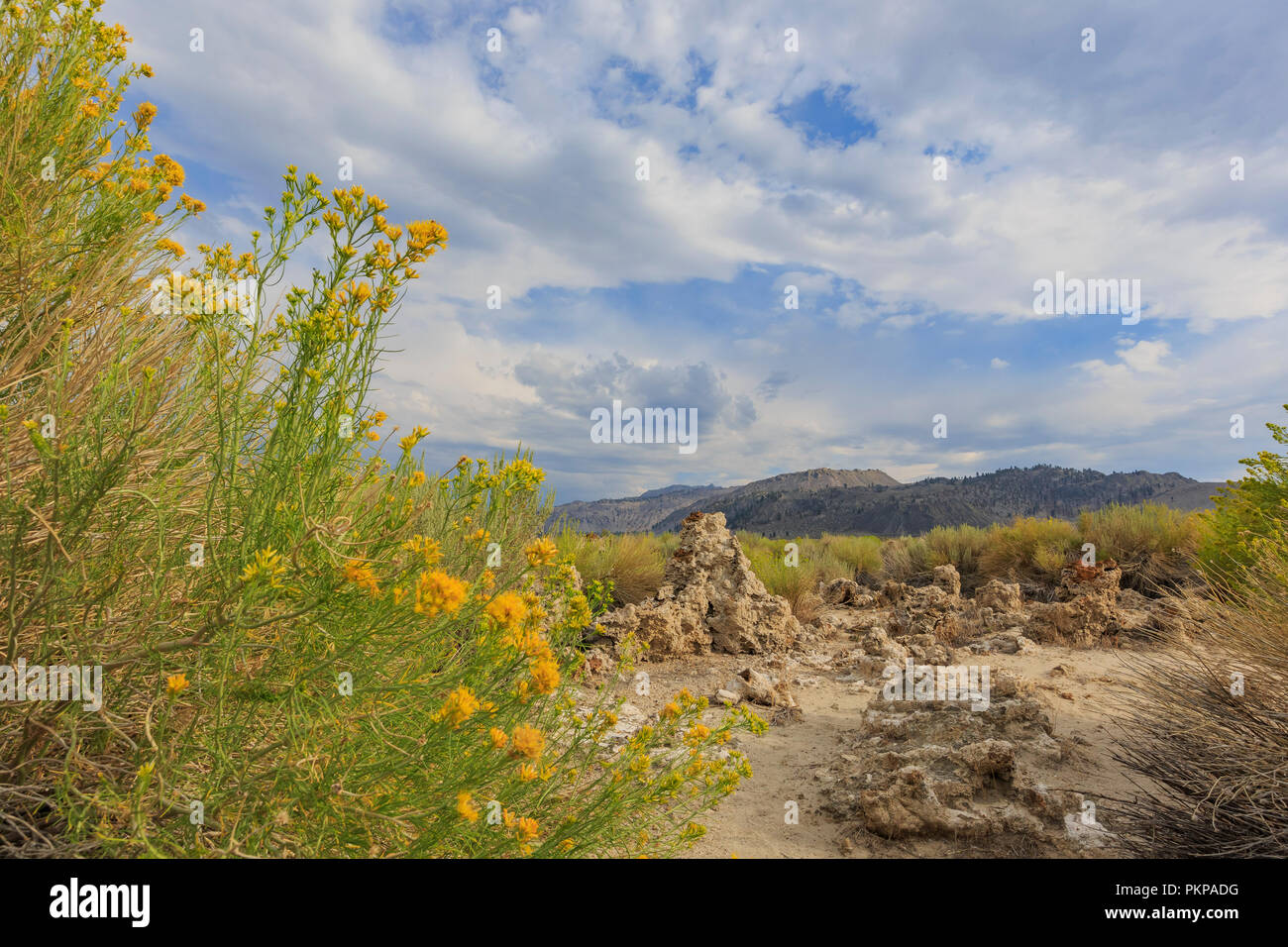 Chamisa hi-res stock photography and images - Alamy