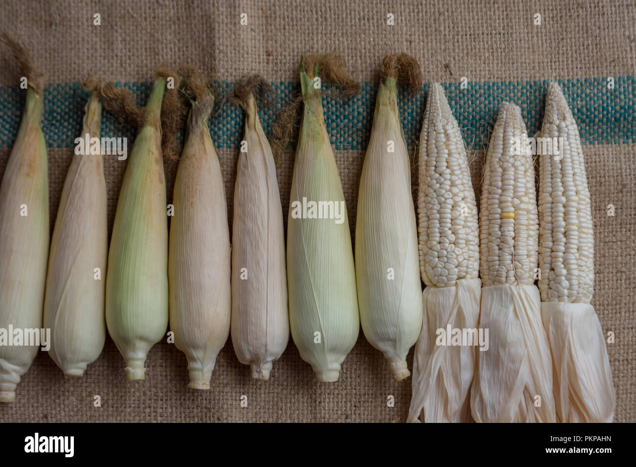 Indian corn, maize ear or corn farm, the fresh green corn plants are ...